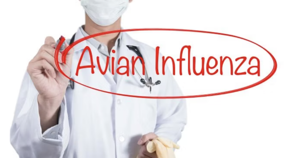Avrupa’da Kuş Gribine Genel Bakış | Klimik