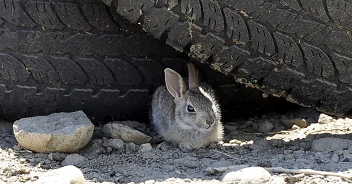 Colorado, Boulder County’de Bu Yılın İlk Tularemi Olgusu Bildirildi ...
